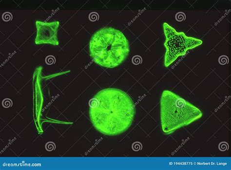 Different Diatoms Under The Microscope Stock Image Image Of