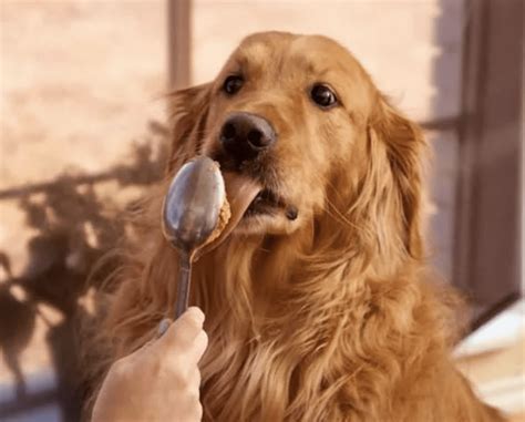 Can Dogs Eat Peanut Butter Pb On Life