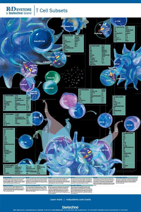 T Cell Subsets Randd Systems