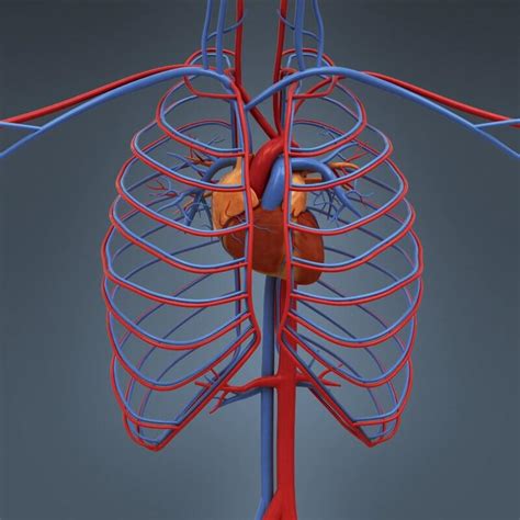Human Male And Female Anatomy Body Skeleton And Internal 3d Model By