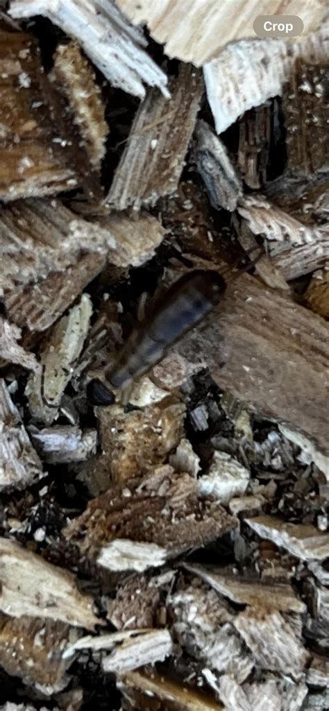 A Bunch Of These Bugs In Wood Chips I Got Dropped Off Last Week R