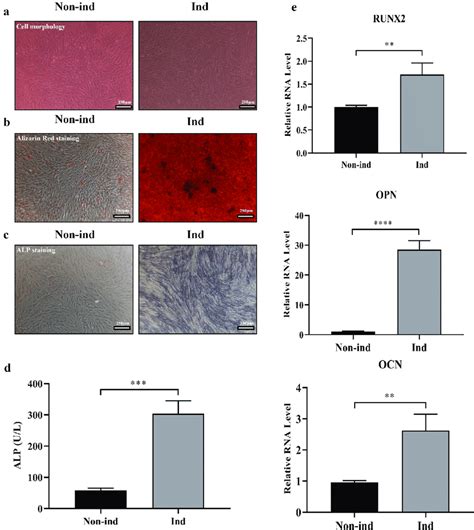 Induction Of Bmscs Osteogenic Differentiation A Bmscs Cell
