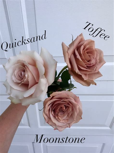 Brown And Nuetral Roses Toffee Moonstone Quicksand Natural Color Of
