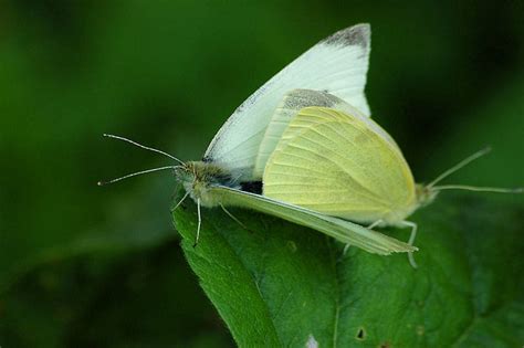 Butterflies Having Sex Specie Pieris Rapae Gear Nikon D7… Flickr