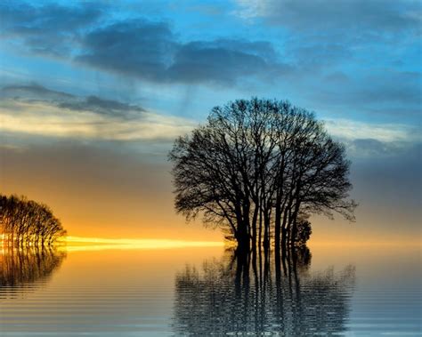 Premium Photo A Tree On Water With Shadow And Blue Sky