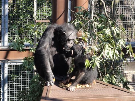 チンパンジーのマリーおばさん今月のアイドル動物情報動物紹介愛媛県立とべ動物園