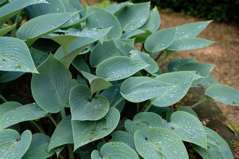 Hosta Halcyon - Zeelandplant