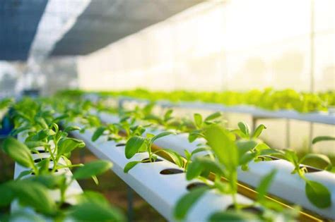 How Does Organic Farming Reduce Soil Erosion Sowing Sustainability