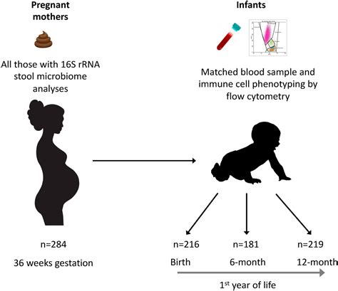 Frontiers Maternal Gut Microbiota During Pregnancy And The