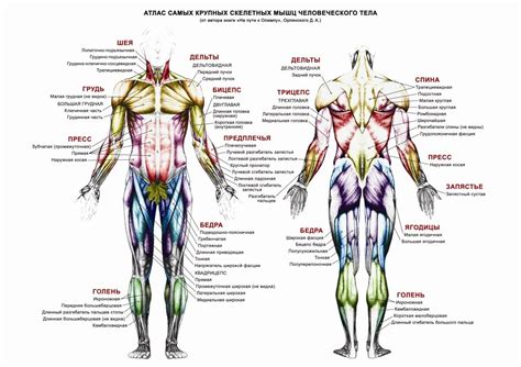 Atlas Body