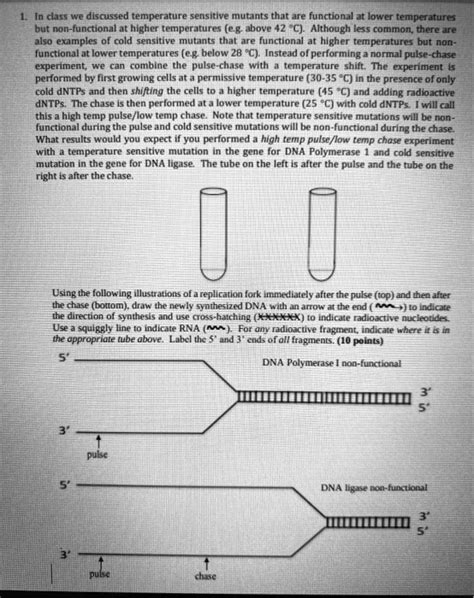 Solved Class Discussed Temperature Sensitive Mutants That Are