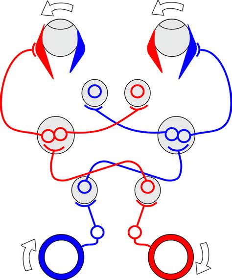 An Illustration Of The Vestibulo Ocular Reflex The Top Grey Circles
