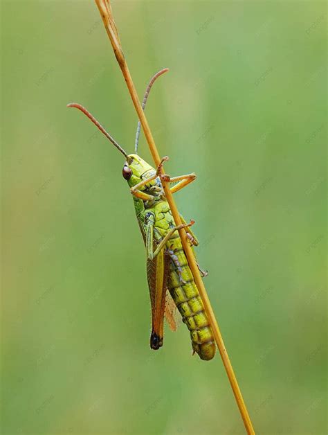 Grasshopper Straw Cricket Grasshopper Photo Background And Picture For