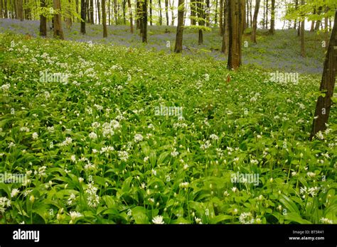 Ramsons Or Wild Garlic Allium Ursinum Flowering In Beech Woodland