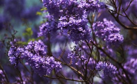 Florece Polémica Por Las Espectaculares Jacarandas En La Cdmx