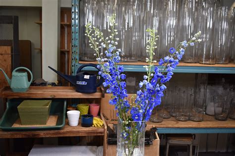 Delphinium Pacific Large Asst Iandf Design