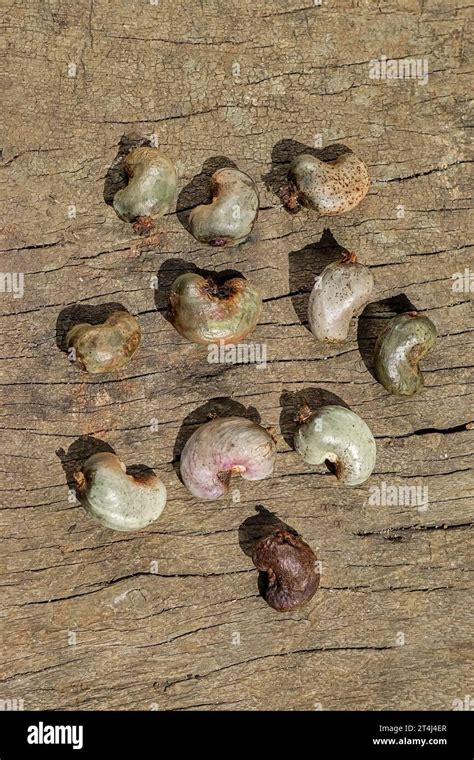 Tasty Cashew Nuts On Wooden Table Top View Binh Phuoc Vietnam Stock