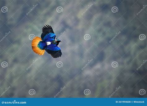 Selective Of A Himalayan Monal Lophophorus Impejanus In Flight Stock