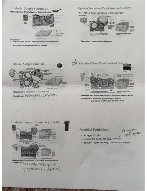 Epithelia Types Simple Squamous Cuboidal And Columnar Overview Studocu