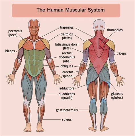 Muscular System Key Diagram 1 Muscles Body System Muscular H