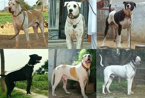 Son Bully Kutta Peligrosos