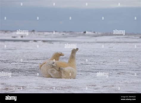 Polar Bear Ursus Maritimus Cub Rolling Around Along A Barrier Island