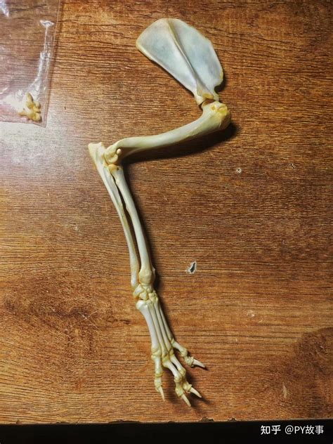 中小型哺乳动物骨骼标本制作方法 知乎