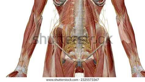 Sacral Plexus Over 1 655 Royalty Free Licensable Stock Illustrations Drawings Shutterstock