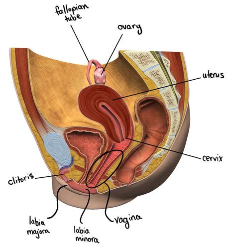 Female Reproductive System Flashcards Quizlet