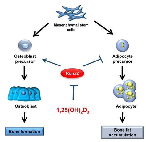 Downregulation Of Runx2 By 125 Dihydroxyvitamin D3 Induces The