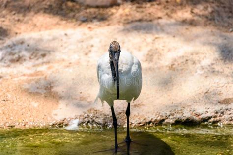 African Sacred Ibis Bird Stock Image Image Of Background 78875275