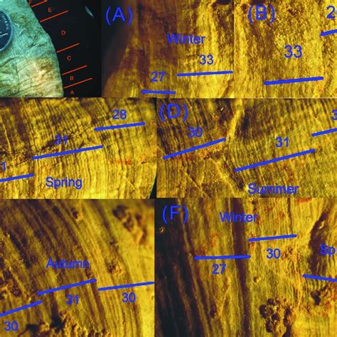 Basic Structure Of Polyps And Coral Monomers 10 Download Scientific Diagram
