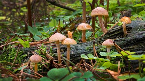 Facts about fungi | National Trust | National Trust