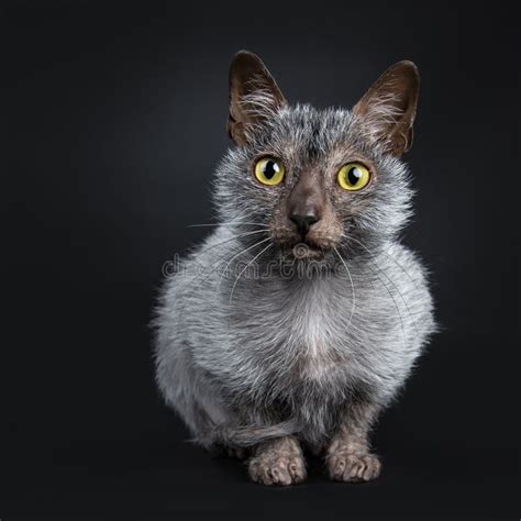 Cool Lykoi Cat On Black Background Stock Image Image Of Single