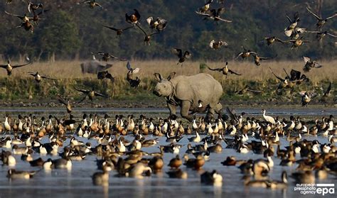 Pobitora Sanctuary In Assam A Wildlife Lovers Paradise From One Horned Rhinos To Lizards And