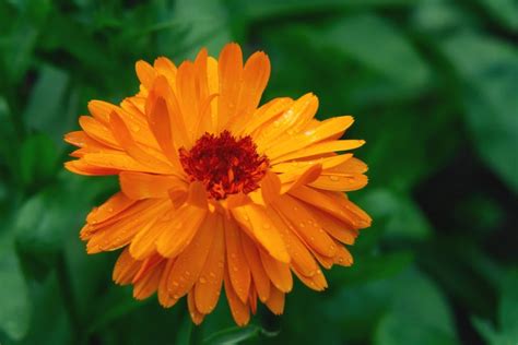 Pianta Di Calendula Coltivazione E Usi Cure Naturaliit