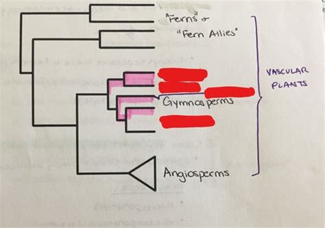 Gymnosperms Flashcards Quizlet