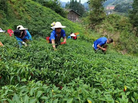 雷山达地：“撂荒地”变成“活资产”辣椒种植土地