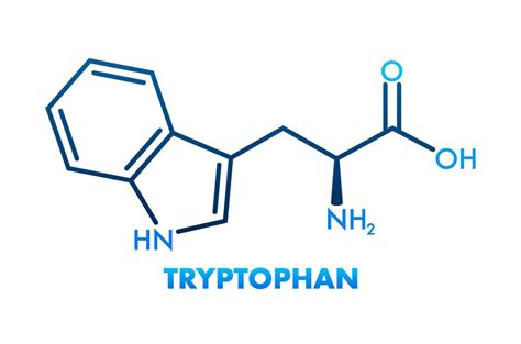 Tryptophan Formula Tryptophan Or L Tryptophan Trp W Amino Acid Molecule 29897492 Vector Art