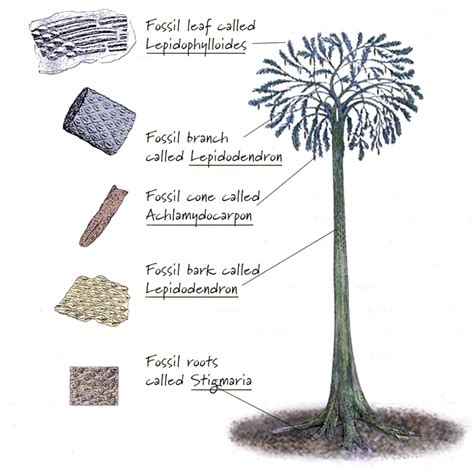 Fossils By Plant Group Sam Noble Museum
