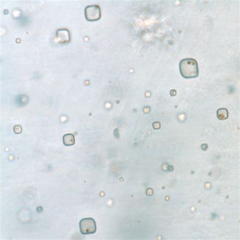 830 Million Year Old Microorganisms Found In Australian Halite Scinews