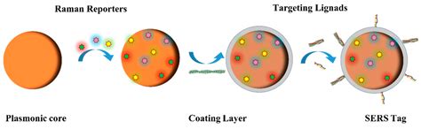 Biosensors Free Full Text Sers Based Optical Nanobiosensors For The Detection Of Alzheimers