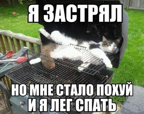 Webm гифки удобно пиздец котэ крепкий сон Safereactor