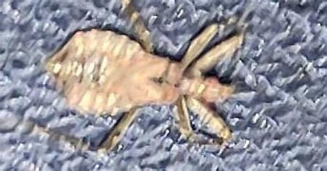 Mr Bitey Album On Imgur