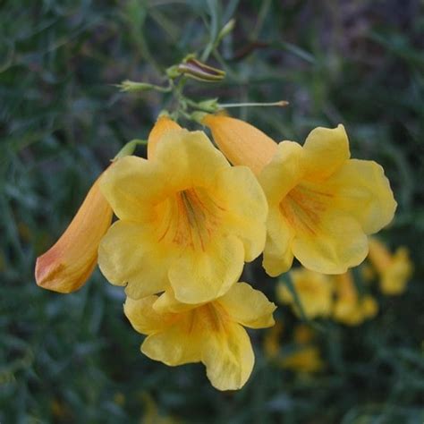 Tecoma Stans V Angustata Esperanza Yellow Bells Green Things