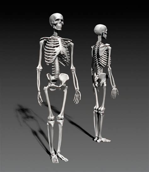 Resolution Human Skeleton D Model Turbosquid