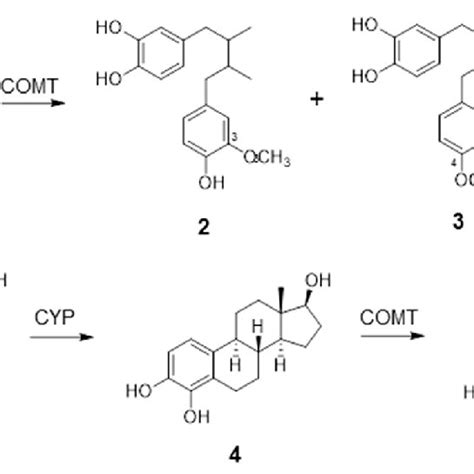 Catechol Estrogen Induced Dna Damage In Mcf 7 Cells And The Effect Of