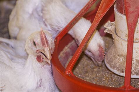 Is Poultry Performance Affected By Feed Particle Size The Poultry Site