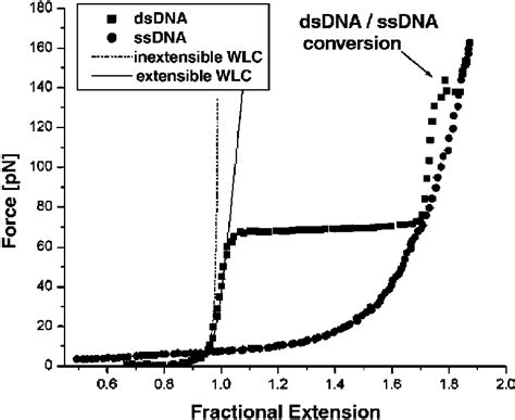Conversion Of Dsdna Into Ssdna Ot Experiment Ptyb1 Plasmid For