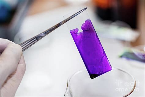Staining Microscope Slide By Science Photo Library